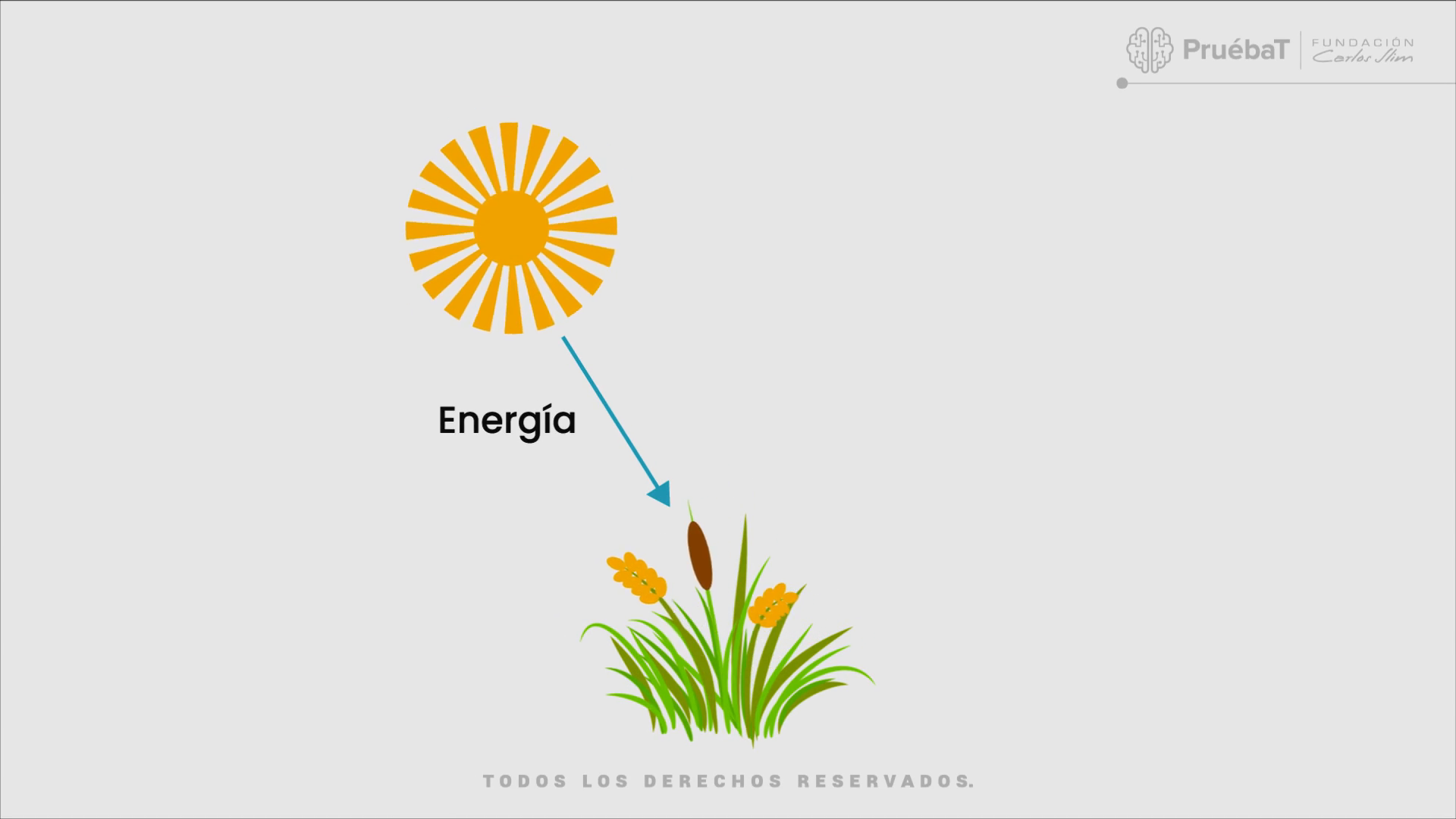 Hoja De Trabajo Sobre El Flujo De Energía En Los Ecosistemas